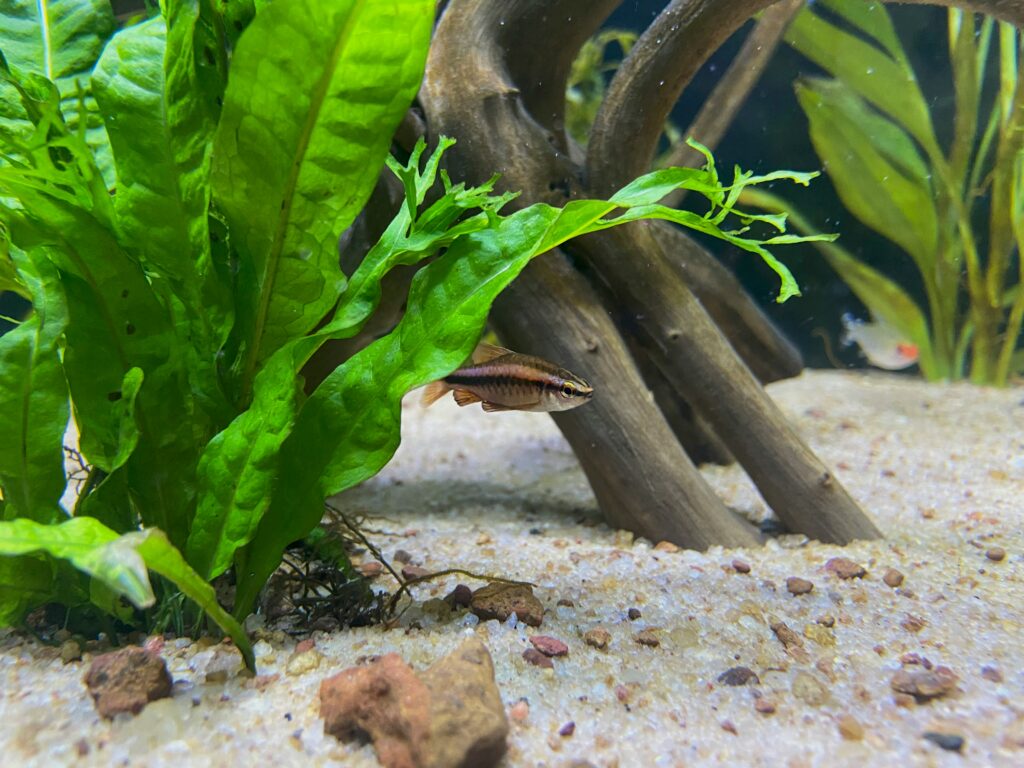 Understanding Tannins for Betta Fish - BettaGeek