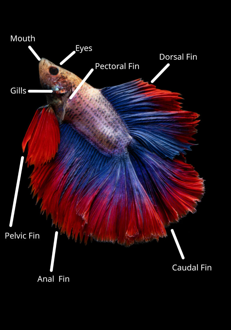 Betta Fish Anatomy: A Beginner Friendly Breakdown - BettaGeek