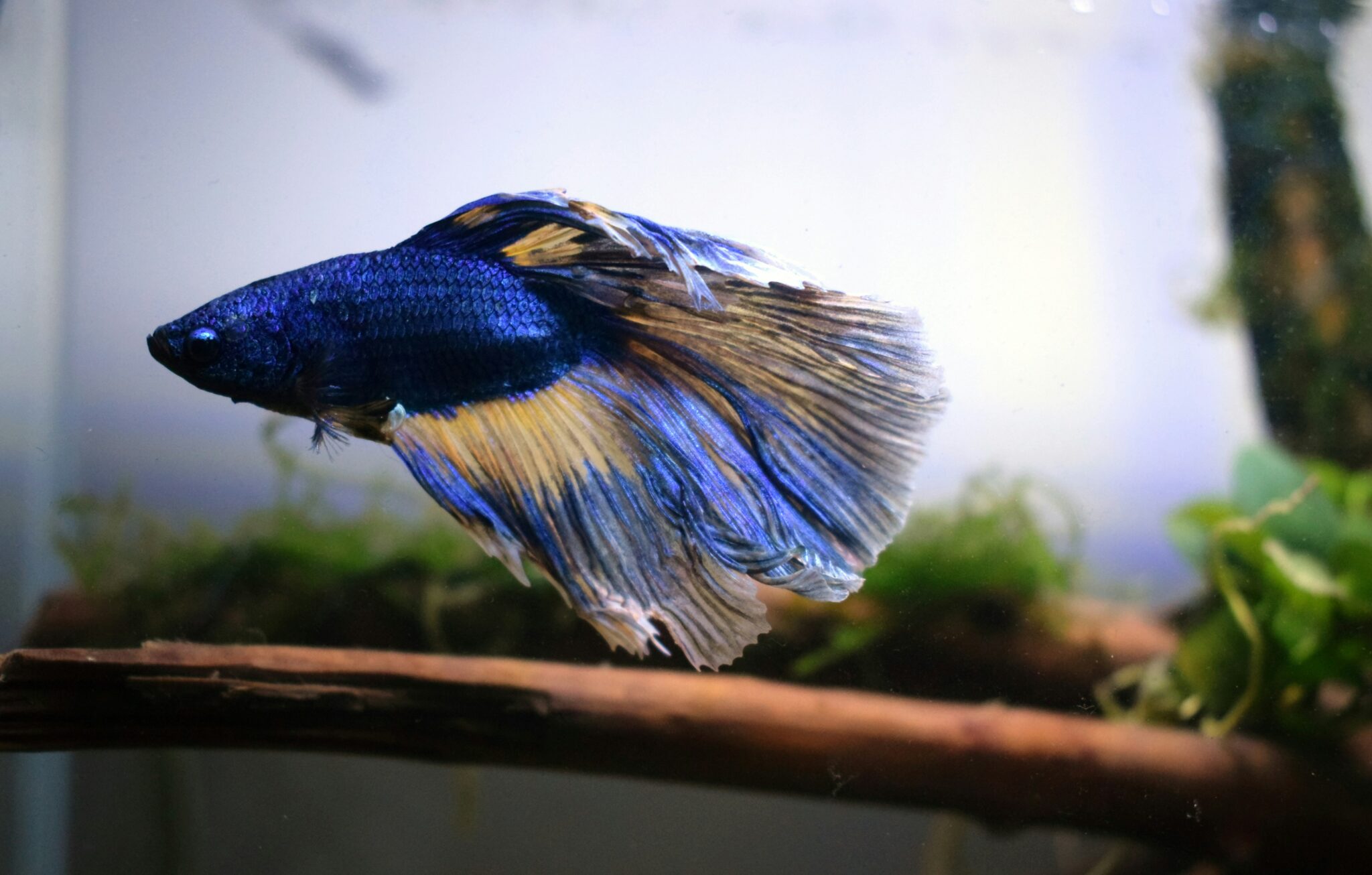 Betta Fish Anatomy: A Beginner Friendly Breakdown - BettaGeek