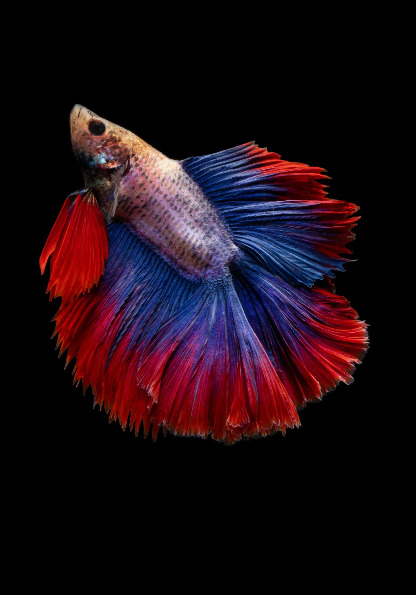 Betta Fish Anatomy: A Beginner Friendly Breakdown - BettaGeek