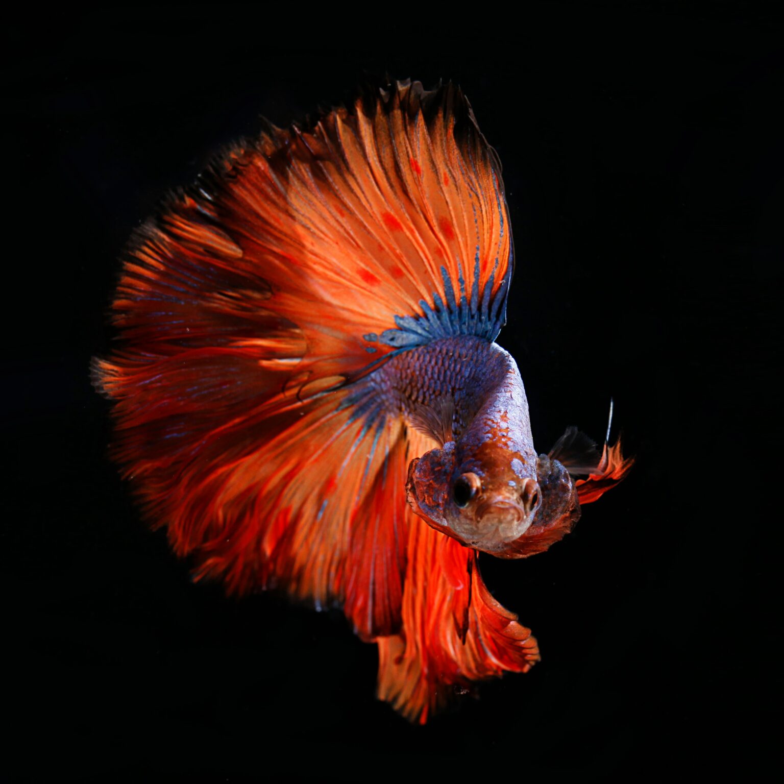 Betta Fish Anatomy: A Beginner Friendly Breakdown - BettaGeek