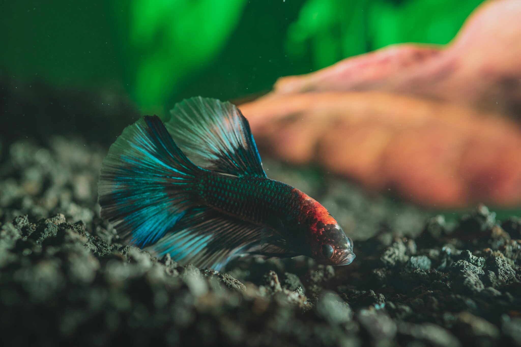 What Should You Feed Your Betta? A Real-World Guide to Betta Diets ...